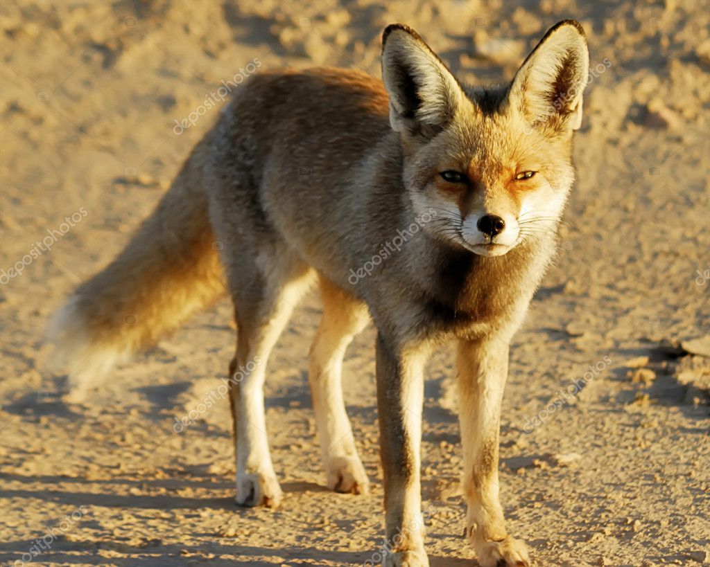 Renard irakien — Photographie Stefanedwards1 © #9029023