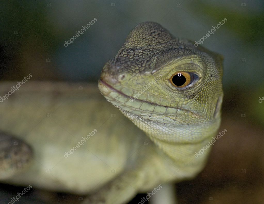 Green Basilisk - Basiliscus basiliscus — Stock Photo © Stefanedwards1 ...