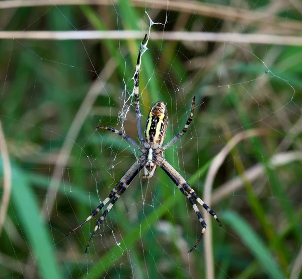 Croix de st andrews spider Stock Photos, Royalty Free Croix de st ...