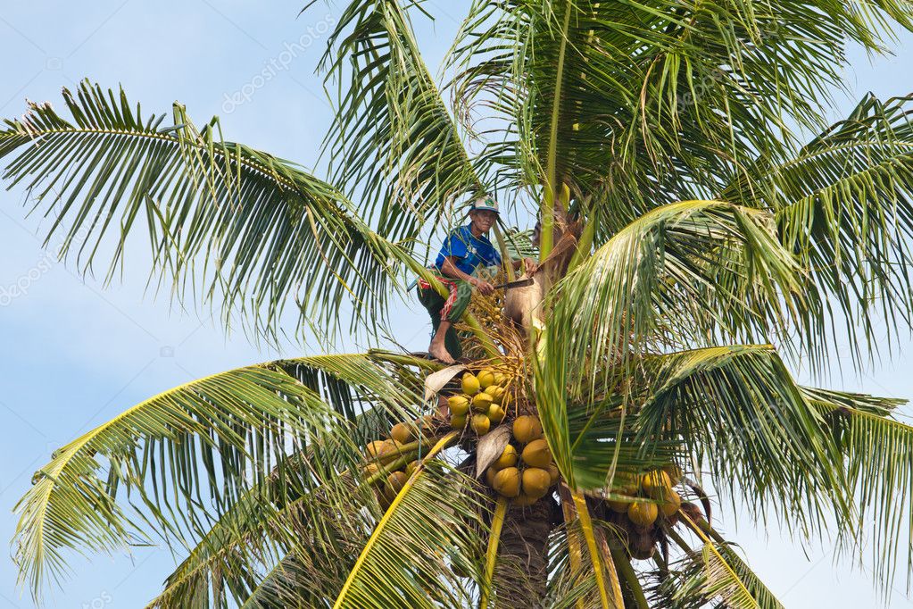 Coconut climber — Stock Editorial Photo © project1photo #9315252