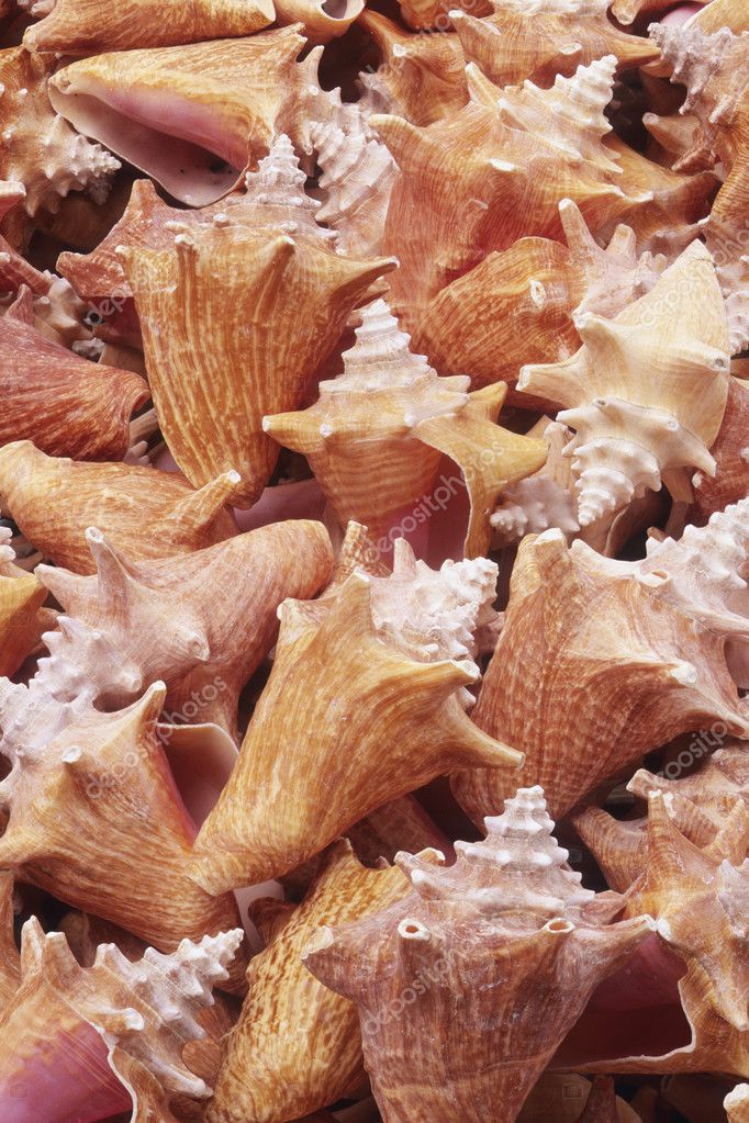 Conch Shells — Stock Photo © dndavis #10227538