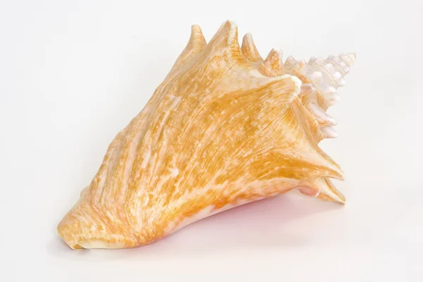 Conch Shells — Stock Photo © dndavis #10227538