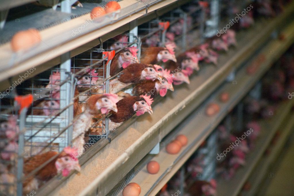 Chicken farm Stock Photo by ©asayenkaa 9784124