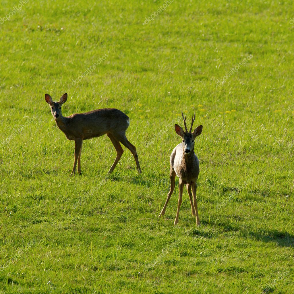 Roe deers Stock Photo by ©mazzachi 9148189