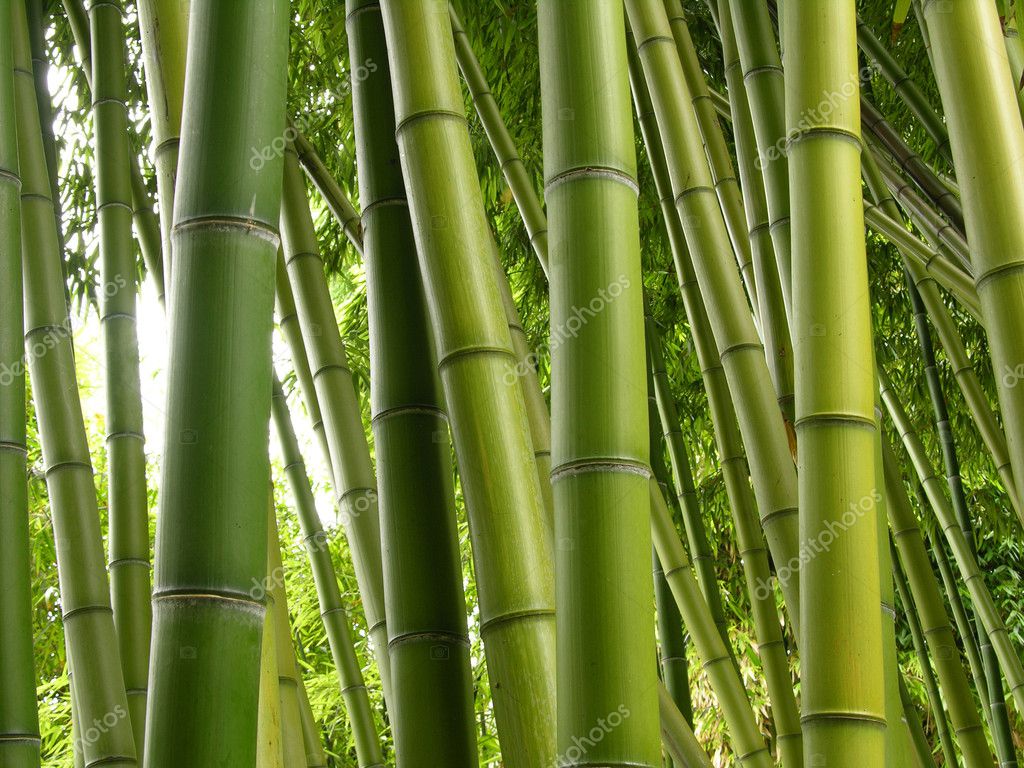 Bamboo jungle Stock Photo by ©alancrosthwaite 10194570