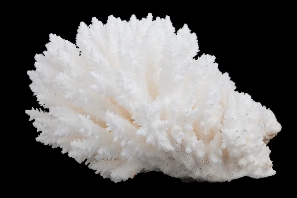 White coral isolated on black — Stock Photo © InnaSidorova #1442363