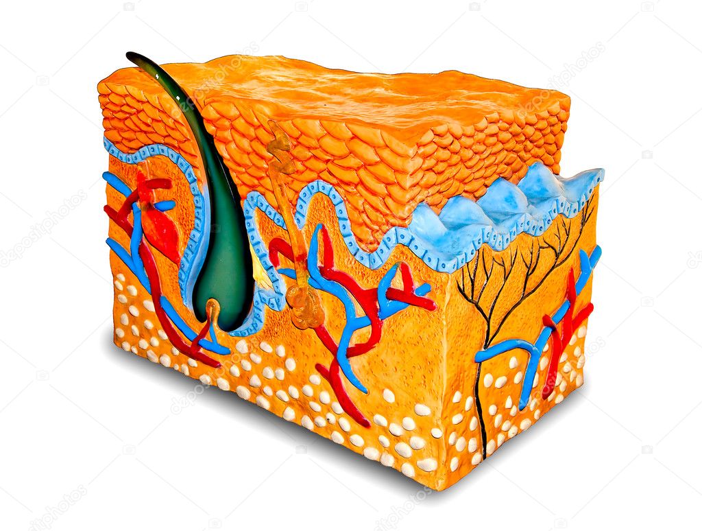 The Human Skin Cross-Section model — Stock Photo © cbenjasuwan #10684510