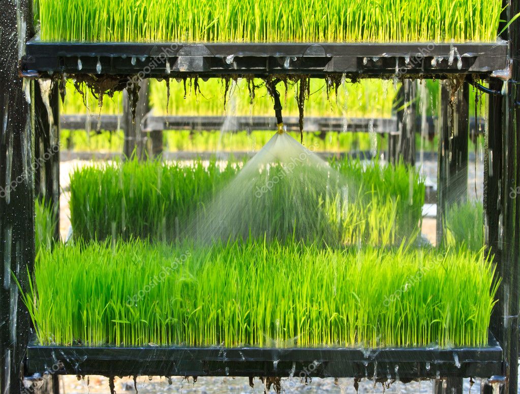 Aeroponics rice plantation technic — Stock Photo © Surabky #10046368