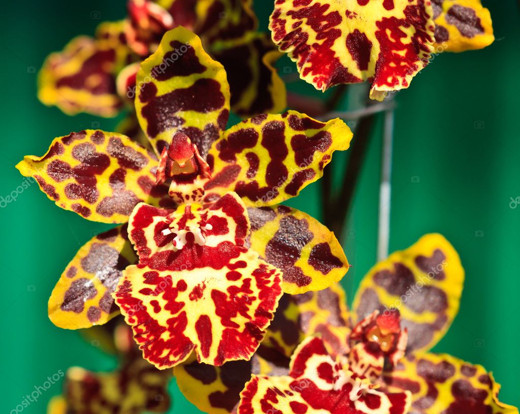 Oncidium Colmanara wildcat — Stock Photo © Surabky #10047699