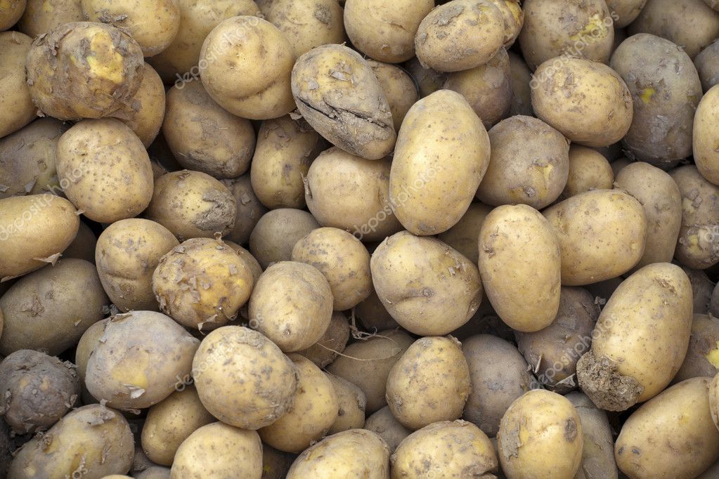 Group of potatoes — Stock Photo © annabieniek #9347871