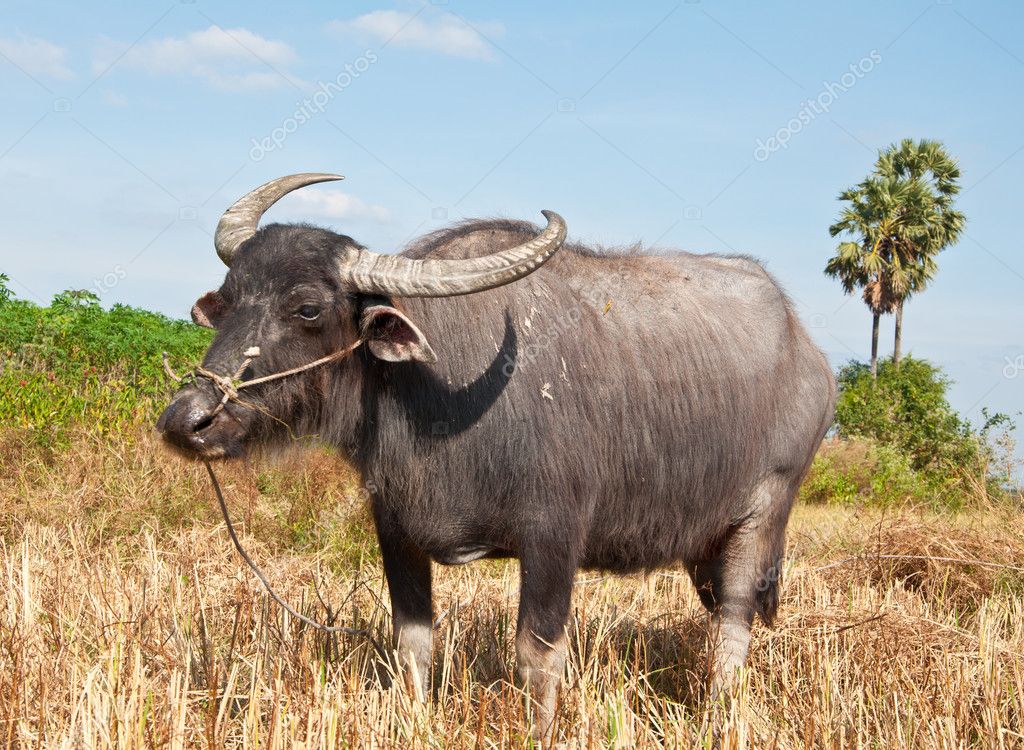 Asian buffalo — Stock Photo © supakitmod #9326782