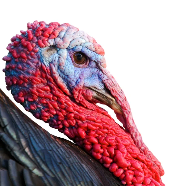 Turkey animal Stock Photos, Royalty Free Turkey animal Images ...