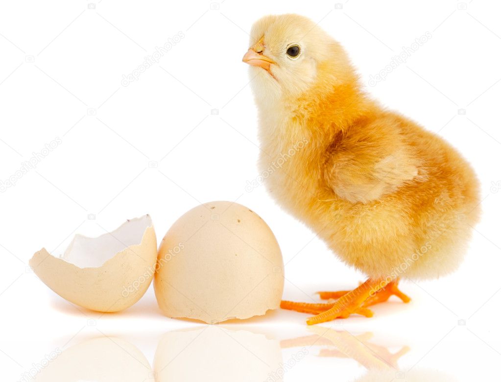 Adorable baby chick Stock Photo by ©Gelpi 9440095