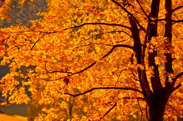 Autunm Stock Photos, Royalty Free Autunm Images | Depositphotos®