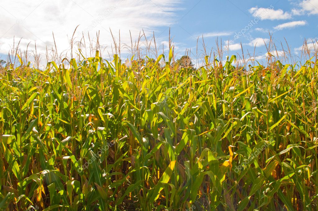 Wisconsin Corn — Stock Photo © Scruggelgreen #9452586