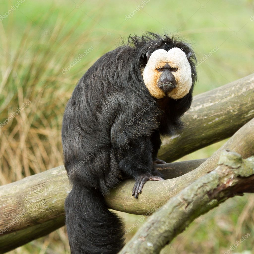 White-faced Saki (Pithecia pithecia) — Stock Photo © michaklootwijk ...