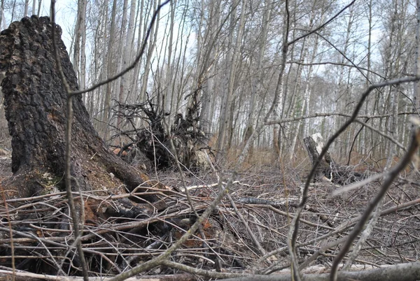 Dead trees fire Stock Photos, Royalty Free Dead trees fire Images ...