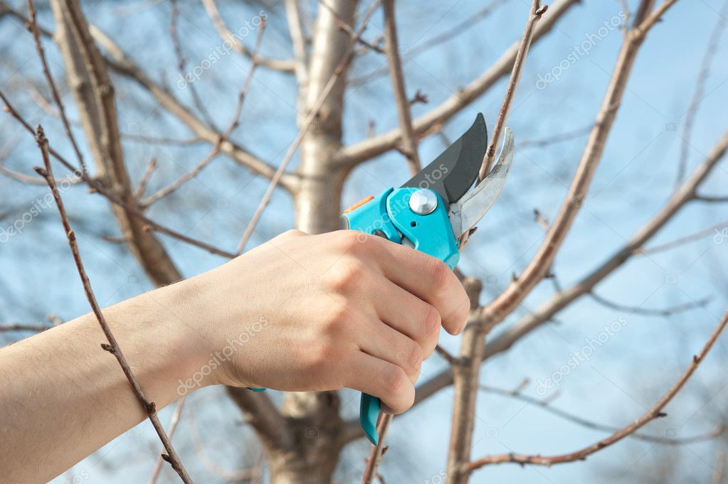 Pruning — Stock Photo © fotokostic #9780895