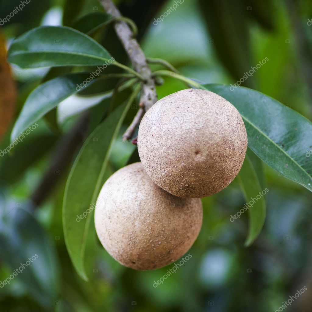 Sapota fruit achras sapodilla — Stock Photo © creativei #9922482