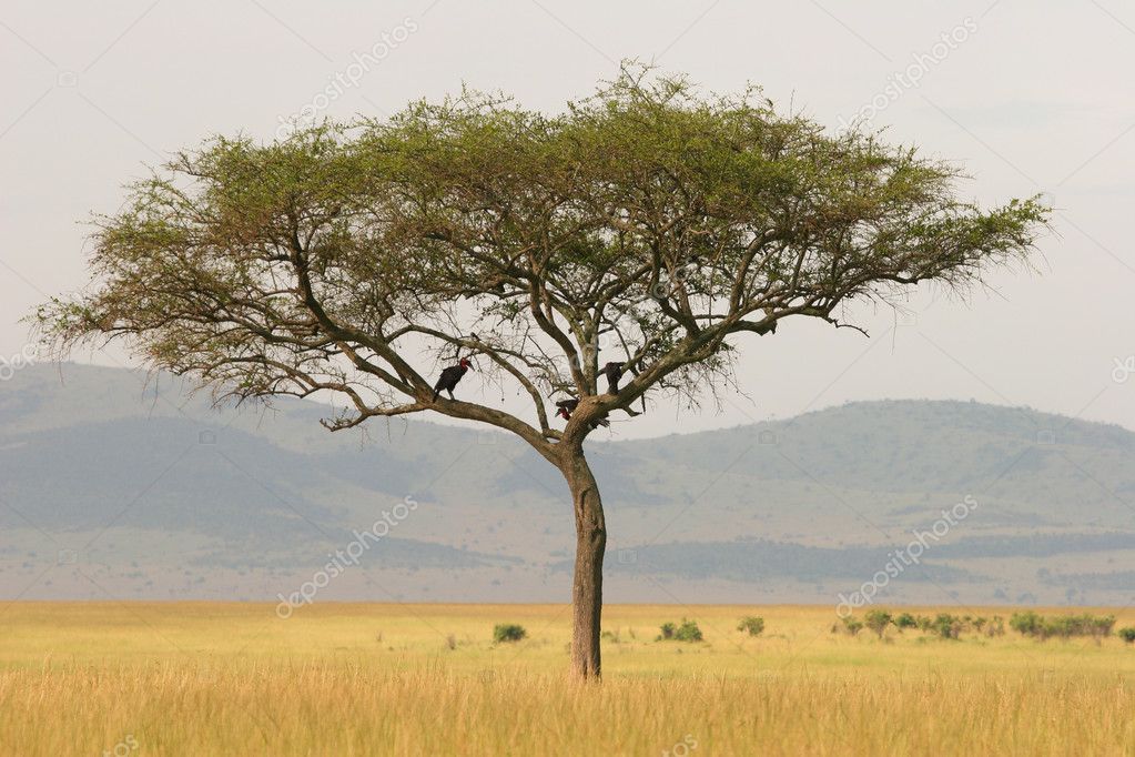 Arbre acacia solitaire sur la savane, masai mara, kenya — Photographie ...