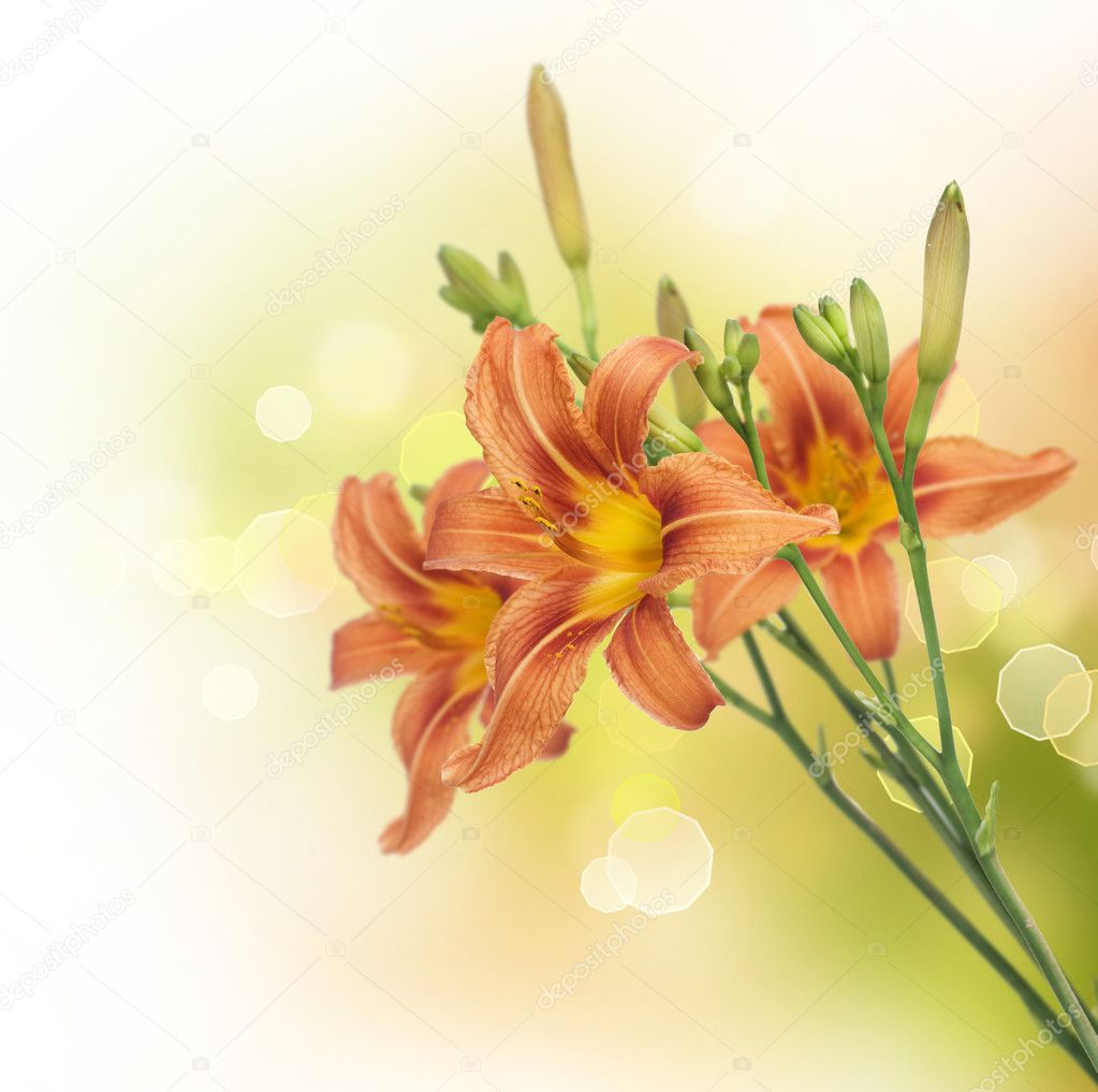 Lily Flowers Border Design. Summer Flowers Stock Photo by ©Subbotina ...