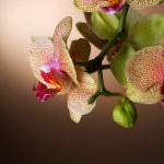 Beautiful Orchid Stock Photo by ©Subbotina 10685322