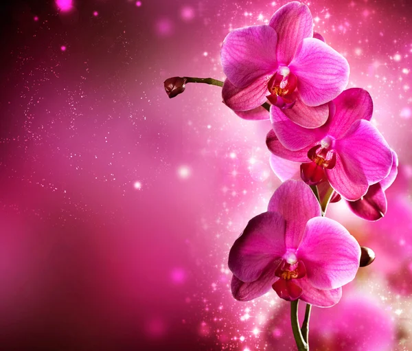 Orchid Flower border design - Stock Image - Everypixel