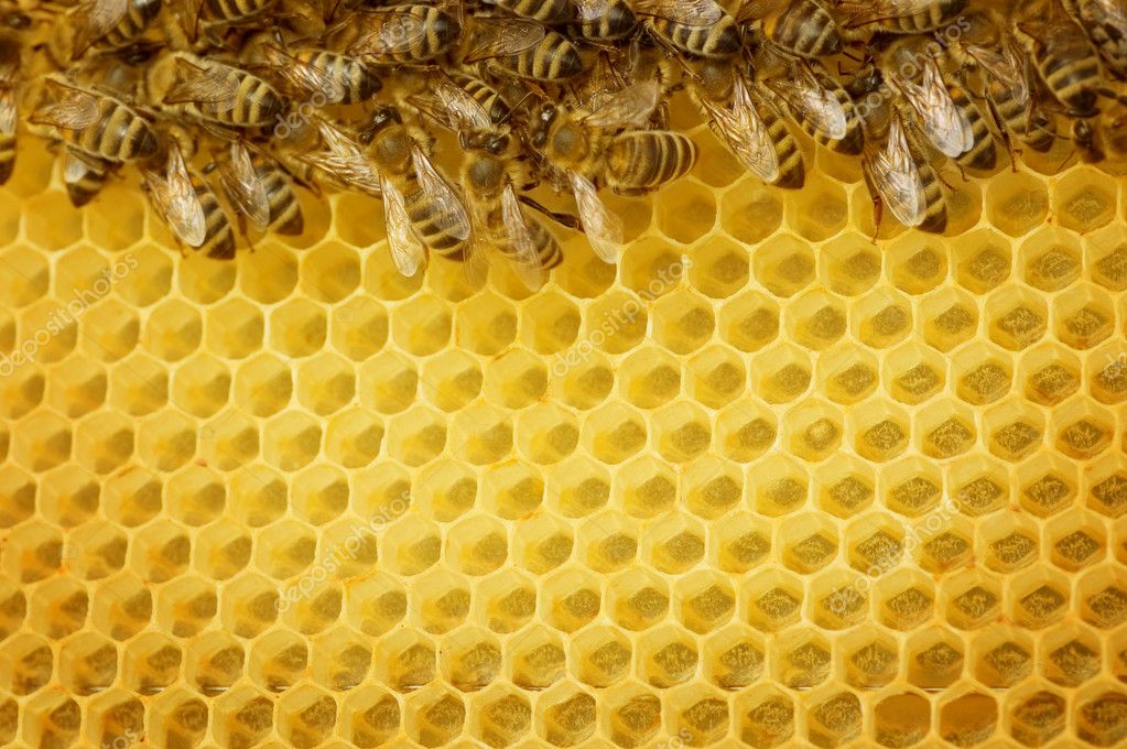 Honey Bees Border — Stock Photo © Subbotina #10680824