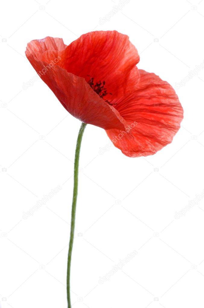 Single poppy image | Single Poppy — Stock Photo © Subbotina #10685338