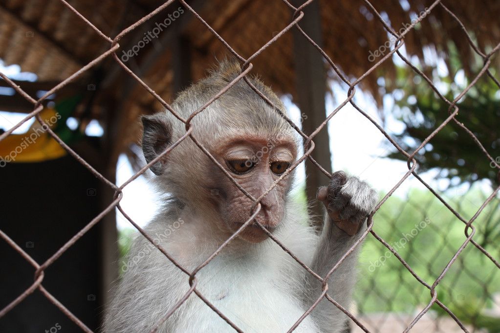 Monkey in a cage Stock Photo by ©usamchik 10074127
