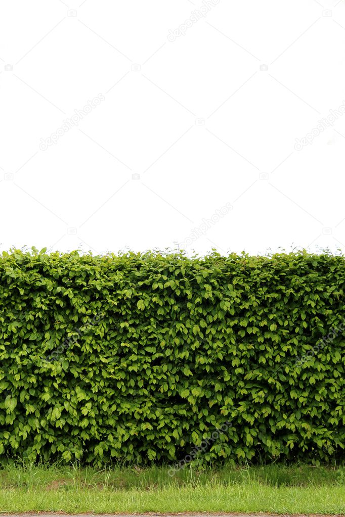 A green hedge Stock Photo by ©supermurmel 10609443