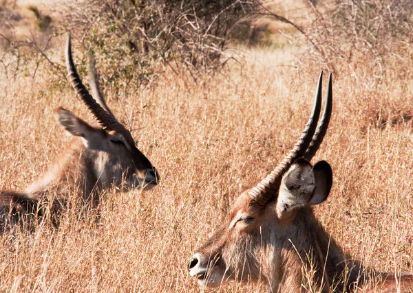 Springbok and orix Stock Photos, Royalty Free Springbok and orix Images ...