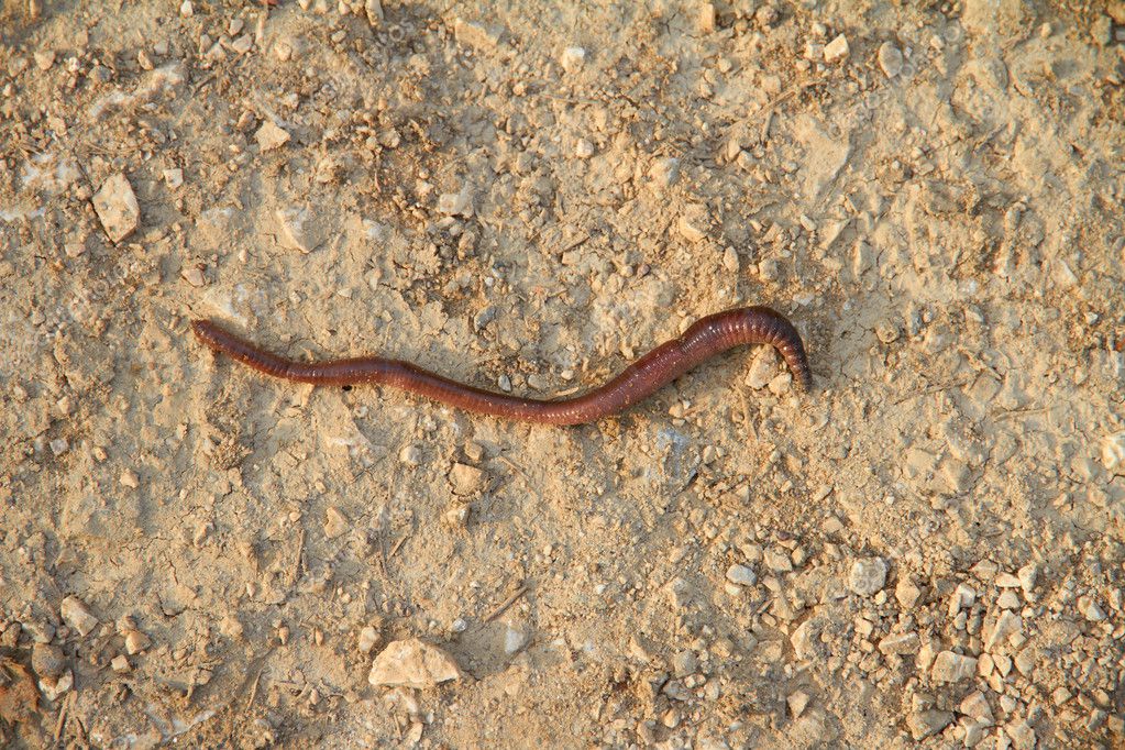 Large Earthworm Stock Photo by ©niglaynike 10662242