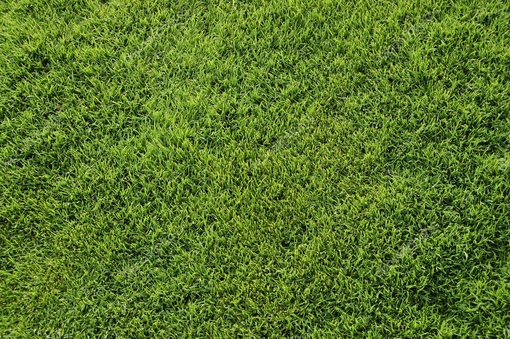 Verde pasto fino — Foto de stock © rchicano #9777930