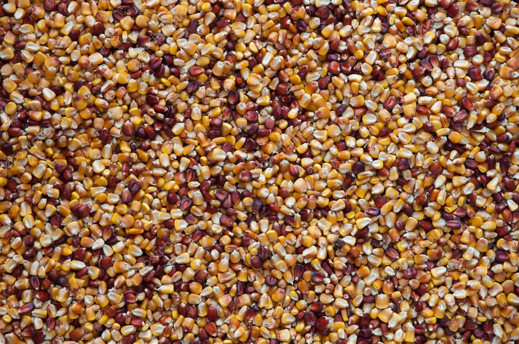 Corn seeds — Stock Photo © tchara #9784497