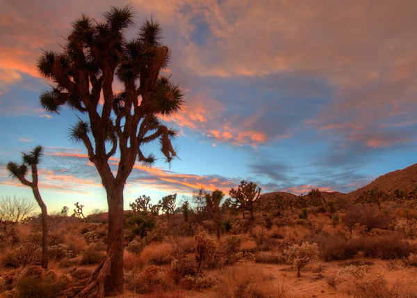 Joshua tree sunset Stock Photos, Royalty Free Joshua tree sunset Images ...