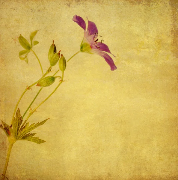 Earthy floral background image and design element — Stock Photo ...