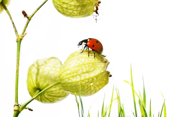 Garden woman insects Stock Photos, Royalty Free Garden woman insects ...