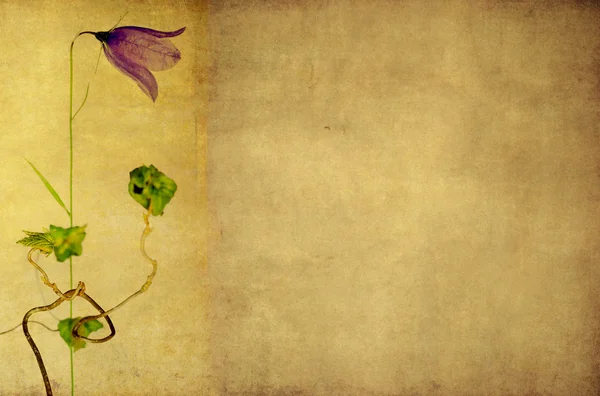 Earthy floral background image and design element — Stock Photo ...