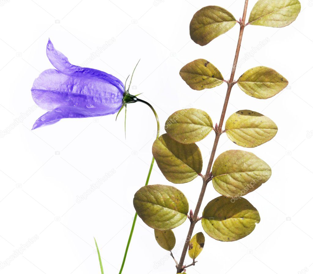 Lovely spring flora Stock Photo by ©anjalilikespeppersauce 10090303