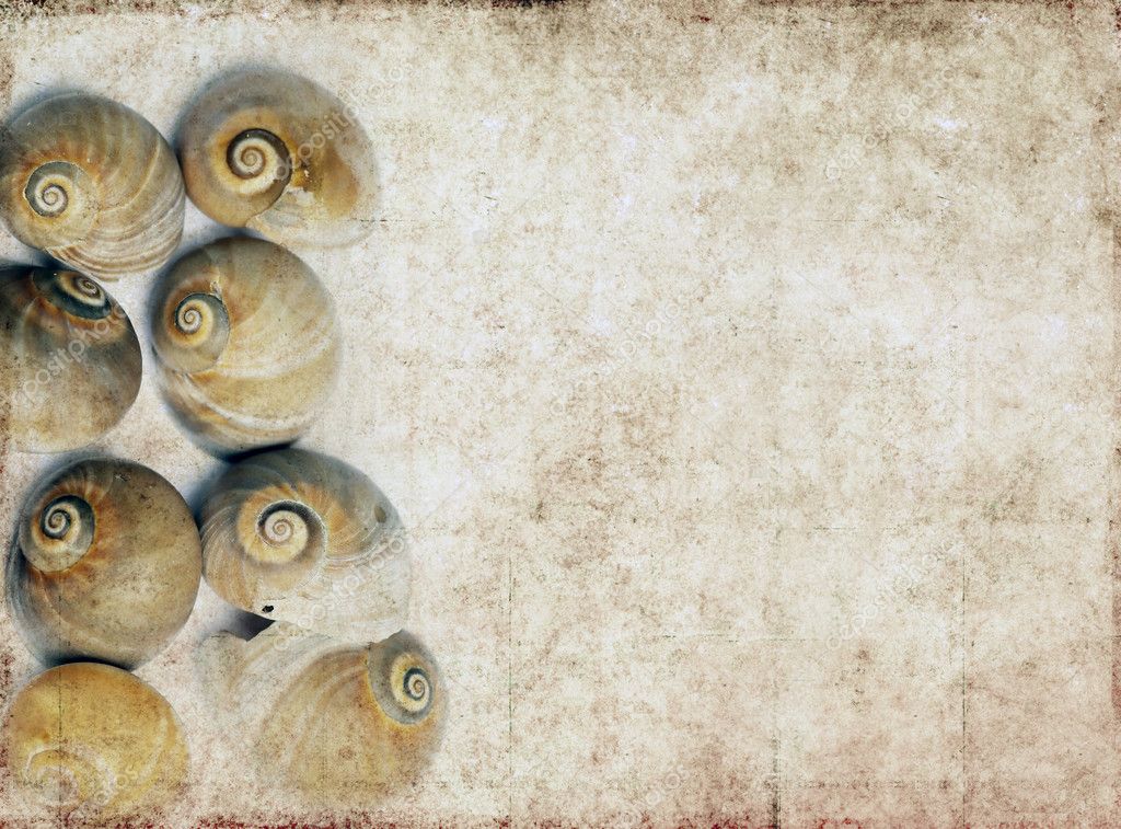 Lovely background image with sea shells up close. useful design element ...