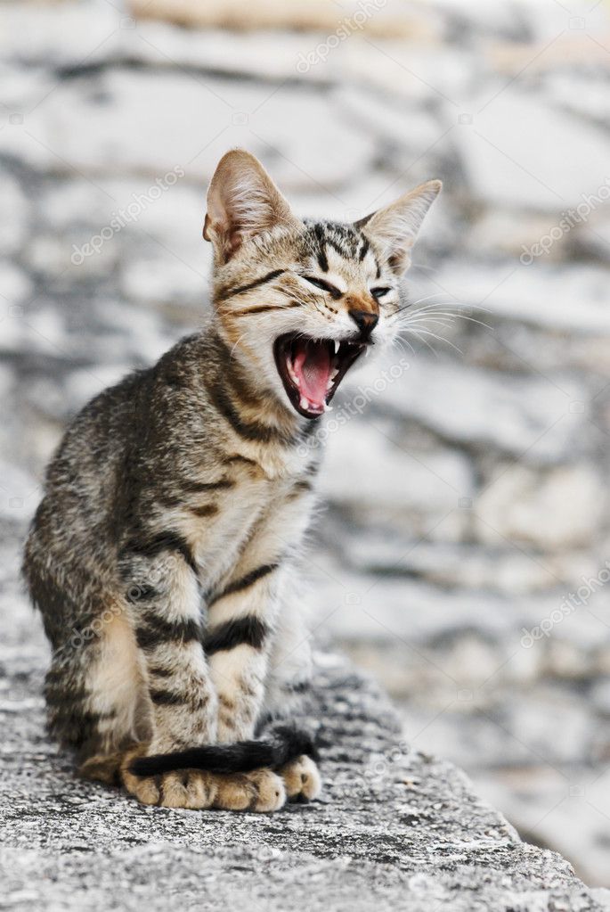 Furious cat — Stock Photo © OSHI #10710980