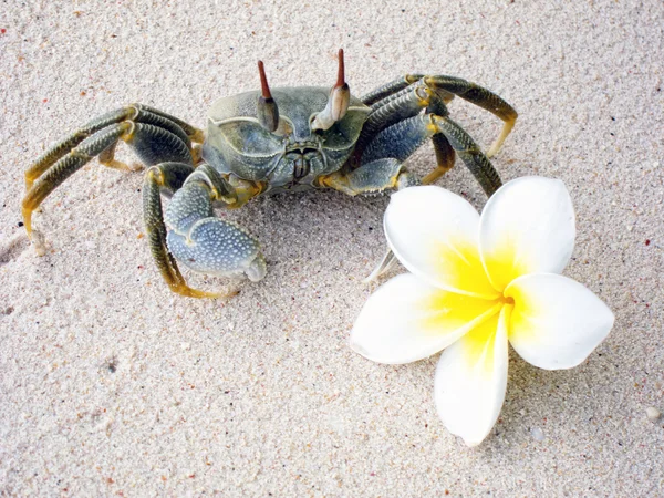Flower crab Stock Photos, Royalty Free Flower crab Images | Depositphotos
