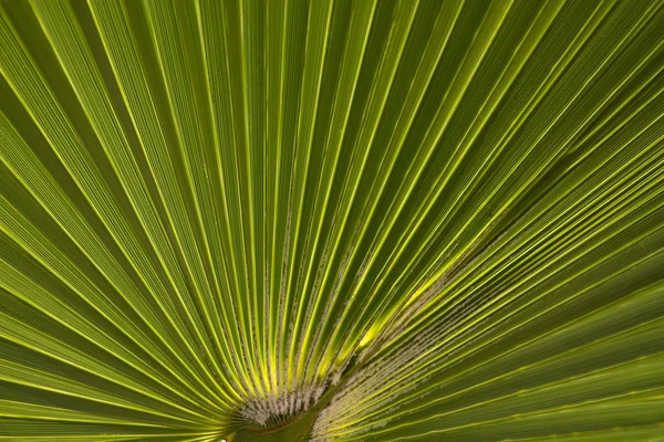 Palm tree sheet Stock Photo by ©Photogalia 1461321