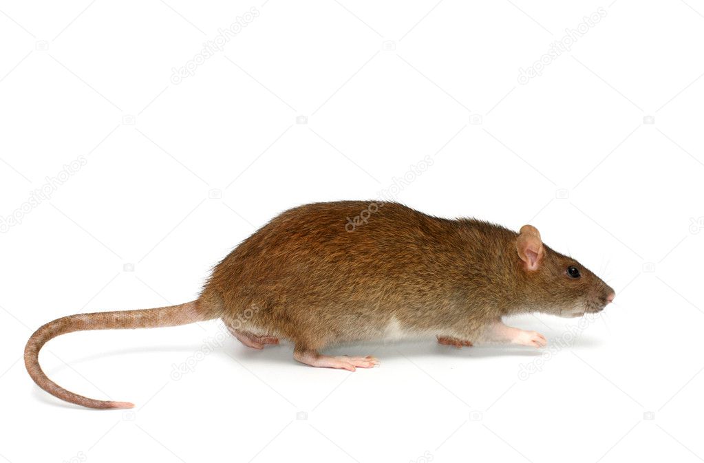 Funny rat — Stock Photo © Rateland #9926333