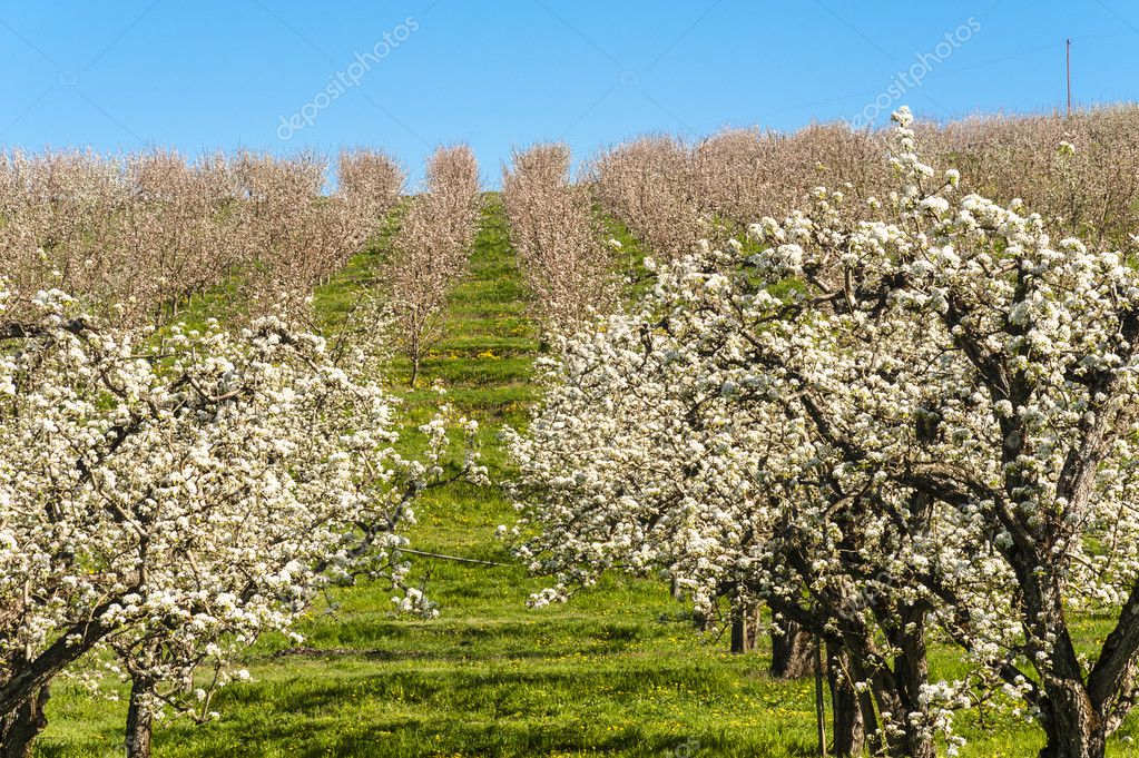 Apple Orchard Colorado Springs at Jamie Spinelli blog