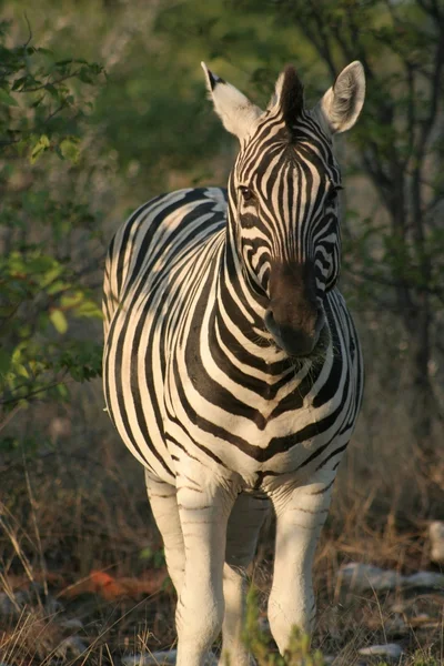 South african animal Stock Photos, Royalty Free South african animal ...