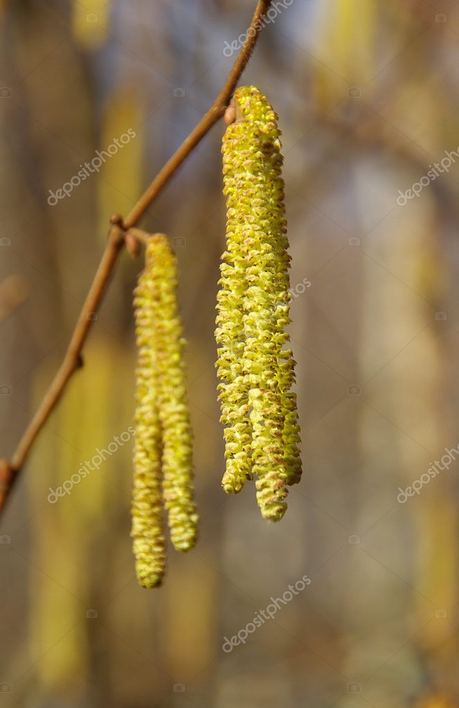 Hazel tree 03 Stock Photo by ©Kassandra2 10369681