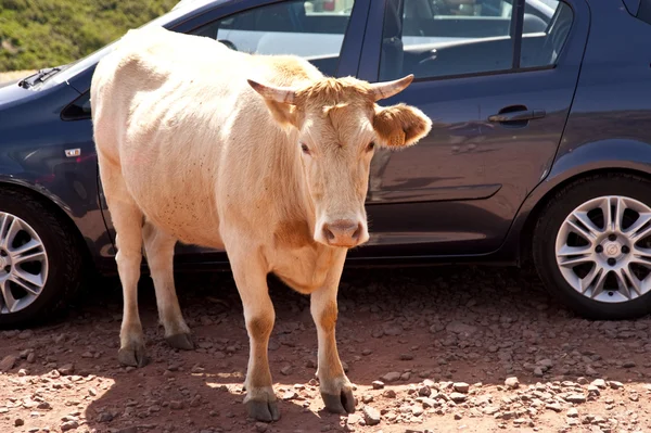 Cows cars Stock Photos, Royalty Free Cows cars Images | Depositphotos