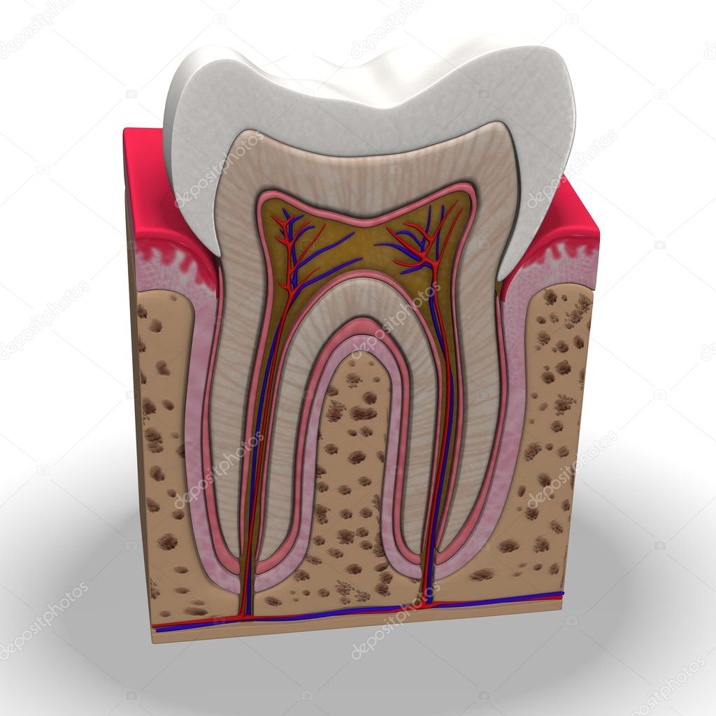Teeth anatomy — Stock Photo © 3drenderings #10076238